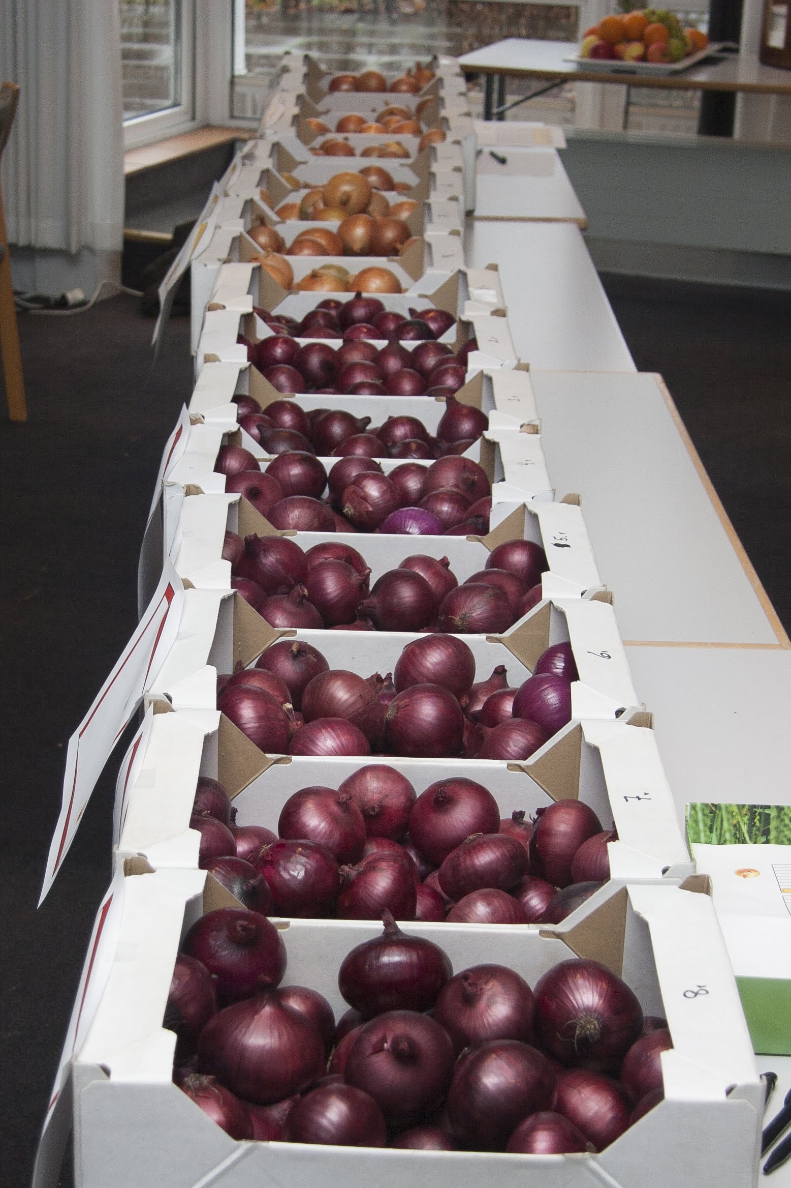 Best Quality Onions of the Year! - Axel Månsson A/S